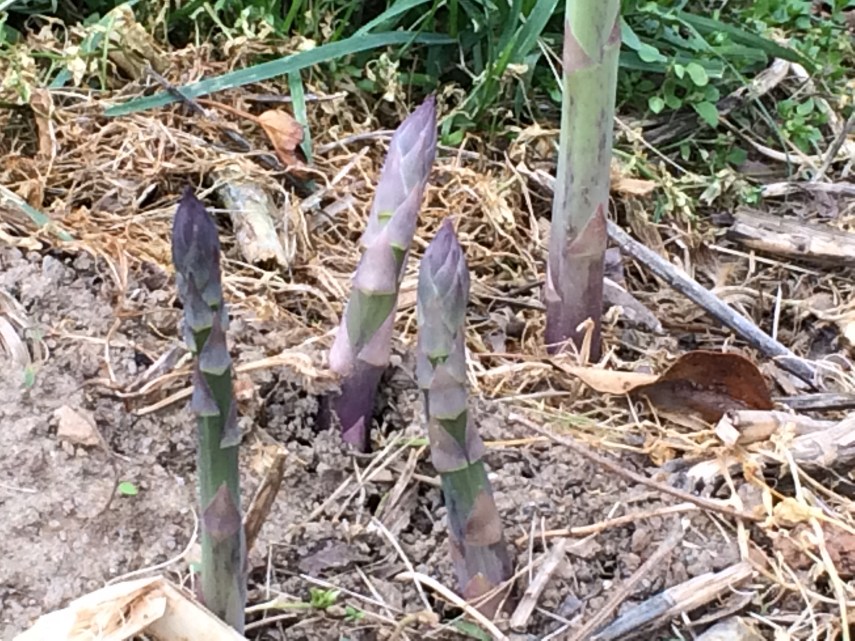 Asparagus! – fourth generation farmgirl