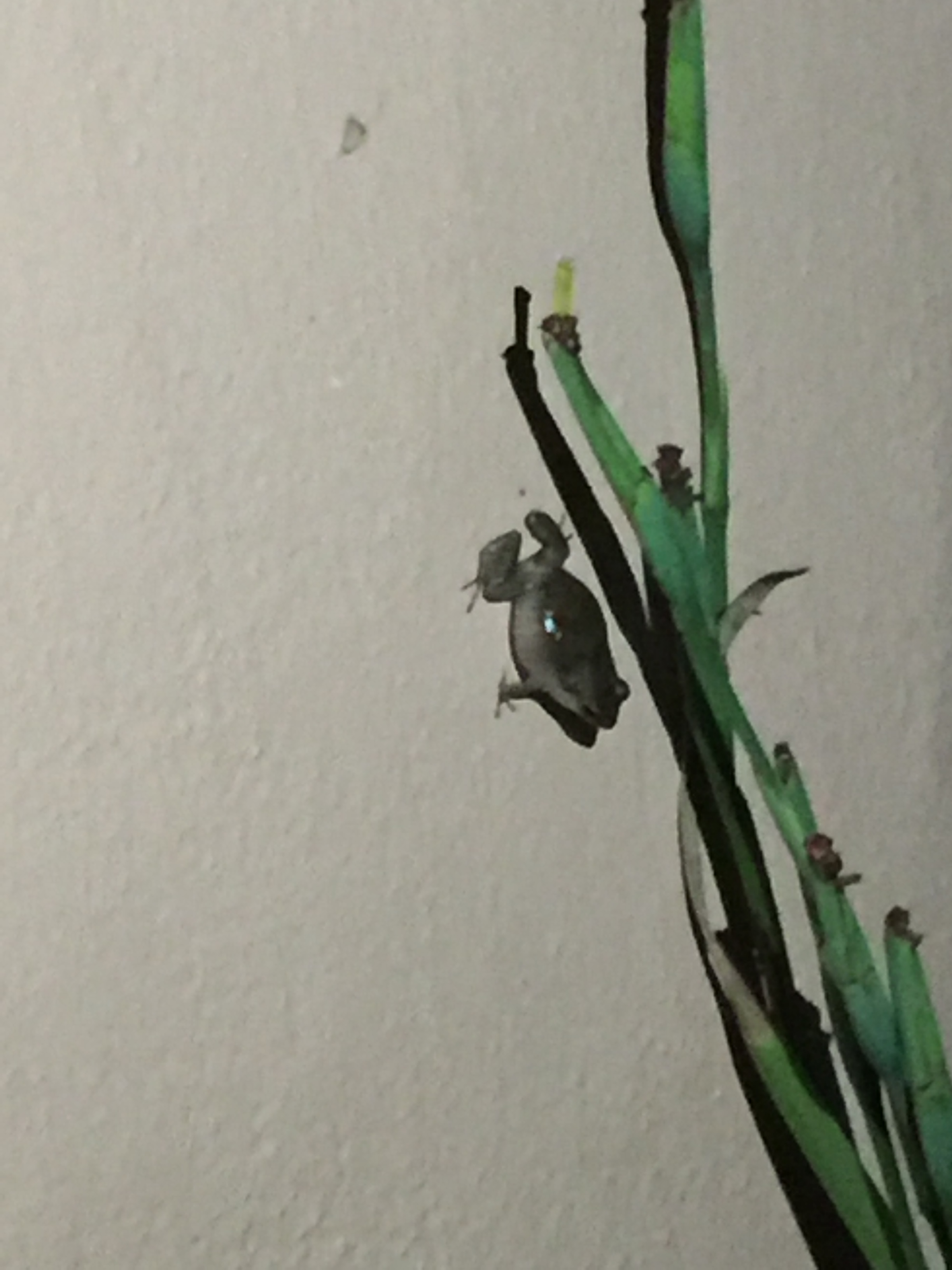 Tuesday Tunes: The Whistling Tree Frogs of Bermuda – fourth generation ...