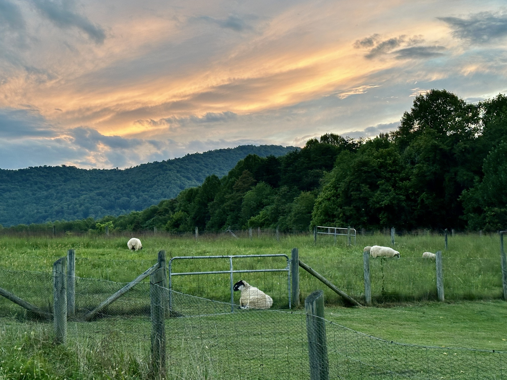 The Weekly Bleat: A Thing of Beauty – fourth generation farmgirl